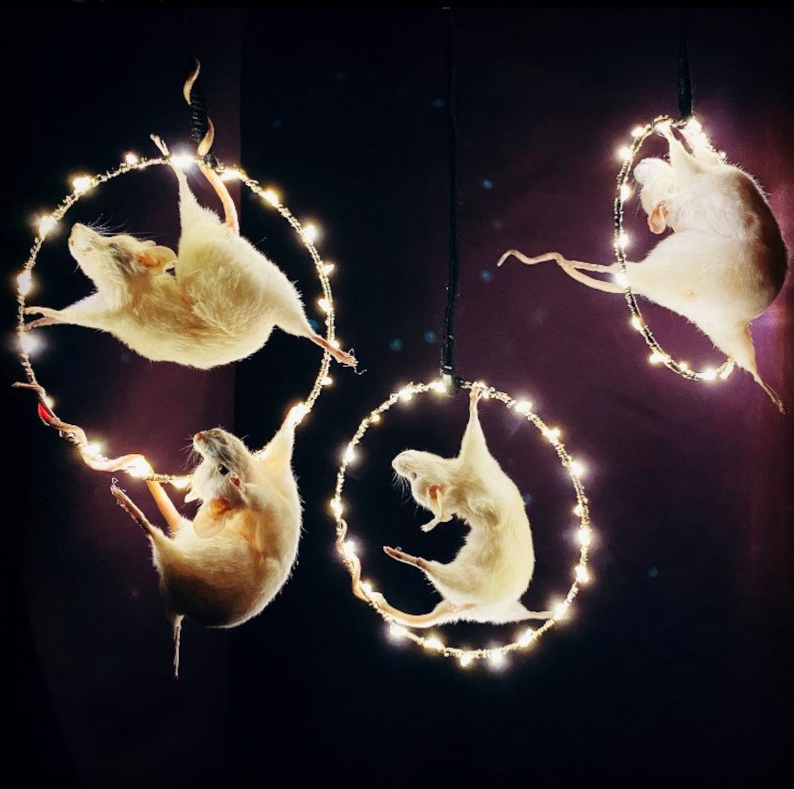 Circus Hoop Taxidermy Mice. - Etsy UK