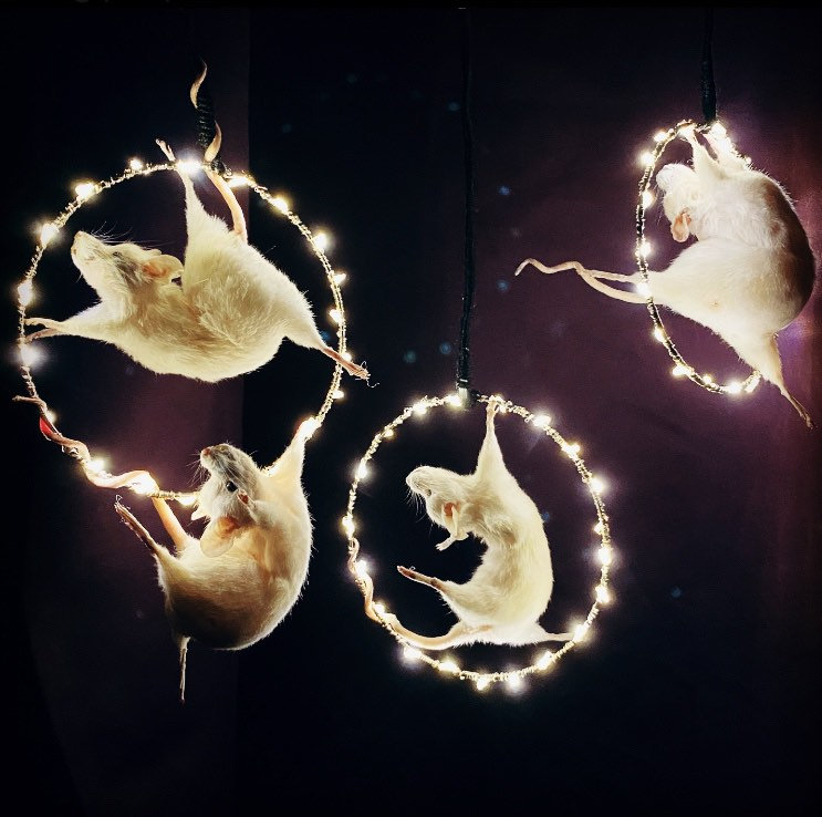 Circus Hoop Taxidermy Mice. - Etsy UK