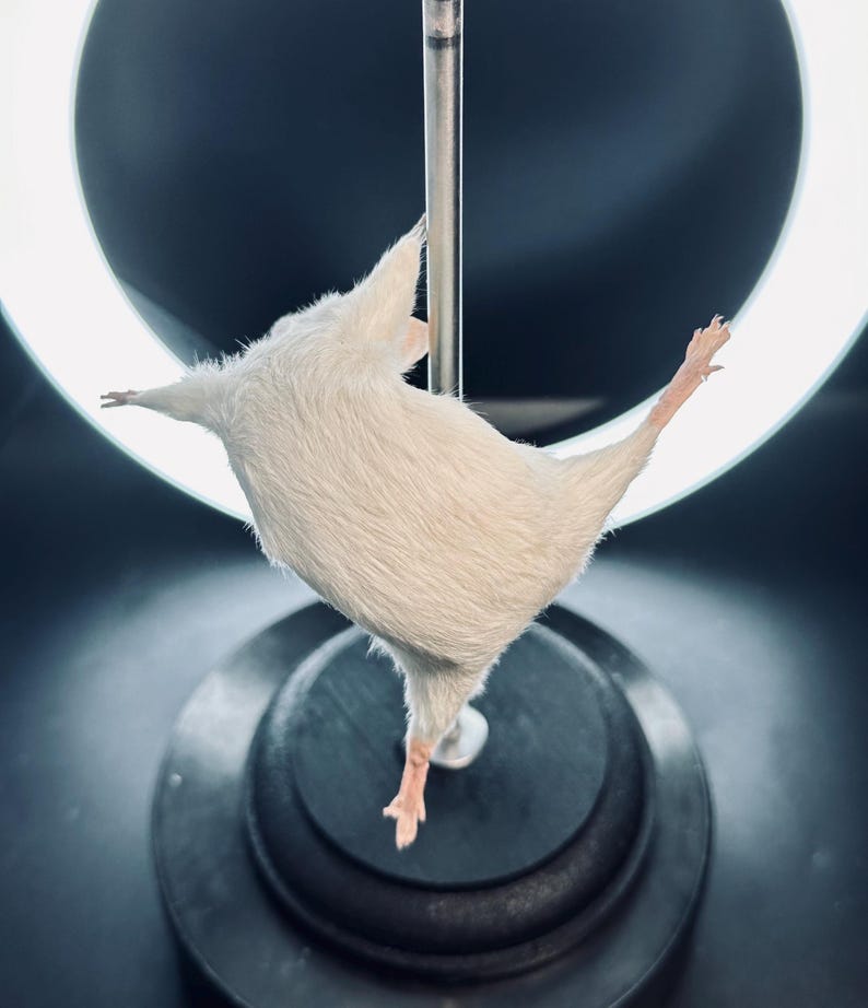 ANGEL the Pole Dancing Taxidermy Mouse | Funny Oddities & Curiosities ...