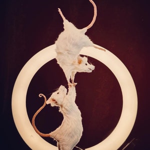 Amazing Acrobats - Etsy