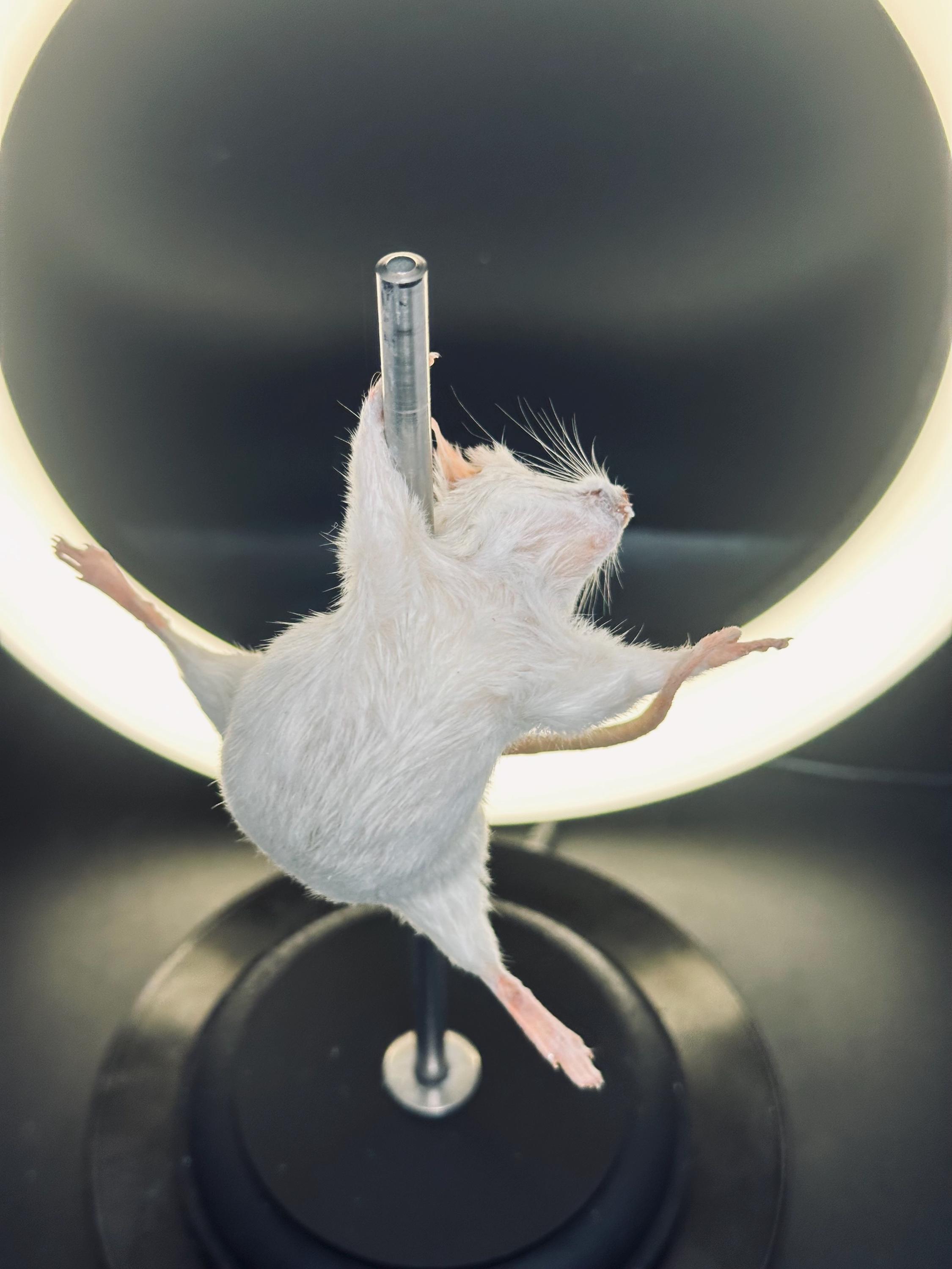 BETSEY the Pole Dancing Taxidermy Mouse | Funny Oddities & Curiosities ...