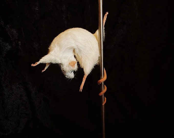 Grim Reaper Taxidermy Mouse - Etsy