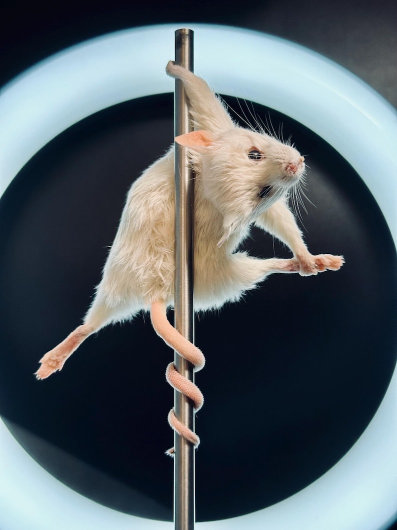 BONBON the Pole Dancing Taxidermy Mouse | Funny Oddities & Curiosities ...