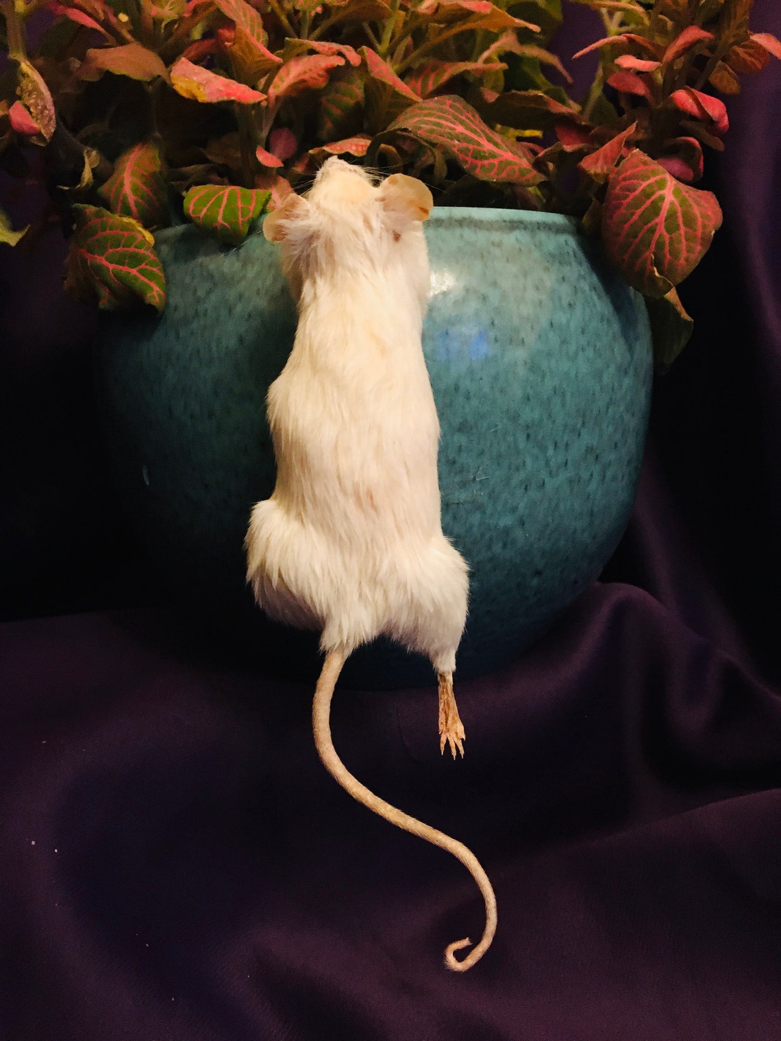 Climbing Mouse - Etsy UK