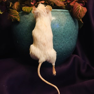 Climbing Mouse - Etsy