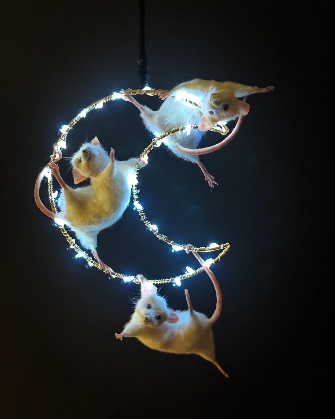 Dancing Moonbeams | Acrobatic Taxidermy Mice on Light-up Crescent Moon ...