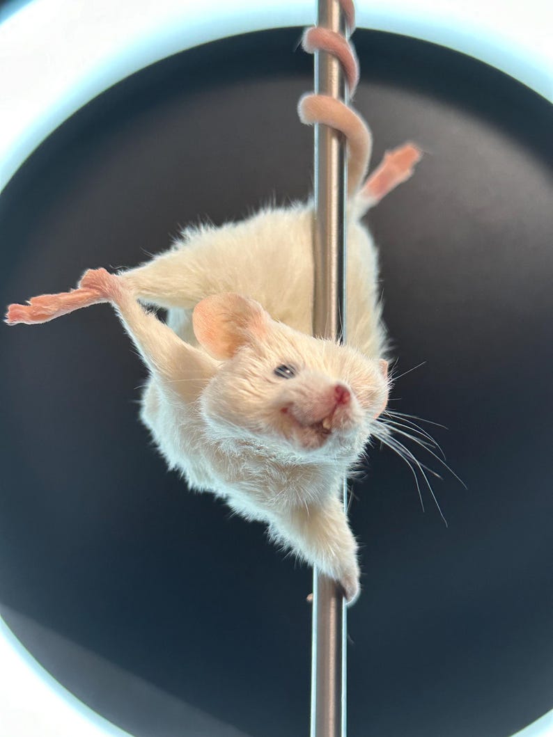 JEZABEL the Pole Dancing Taxidermy Mouse | Funny Oddities & Curiosities ...