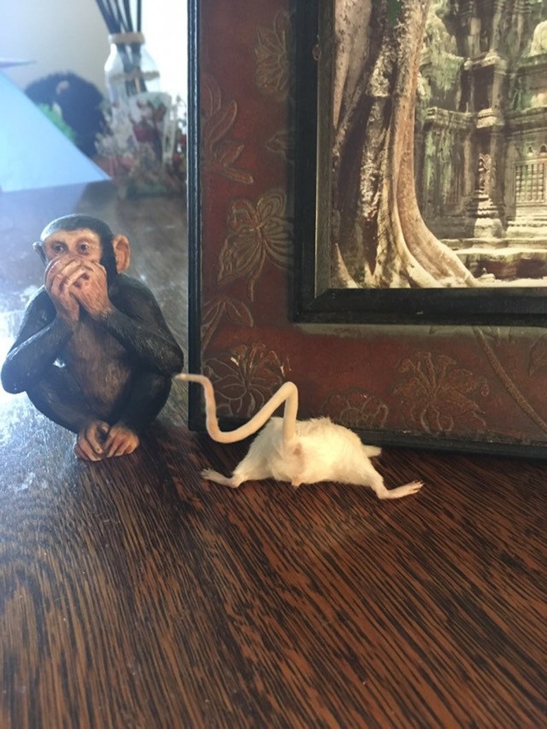Squashed Mouse Bum | Taxidermy Curiosity | Weird Decor by Ohstuffinell ...