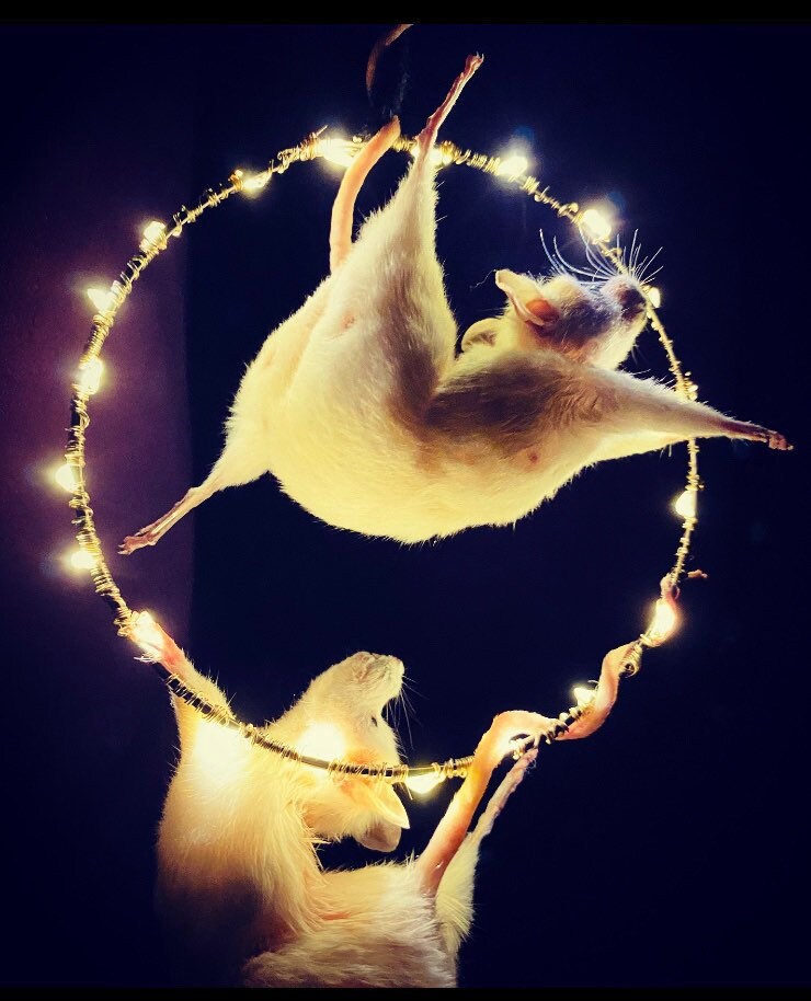 Circus Hoop Taxidermy Mice. - Etsy UK