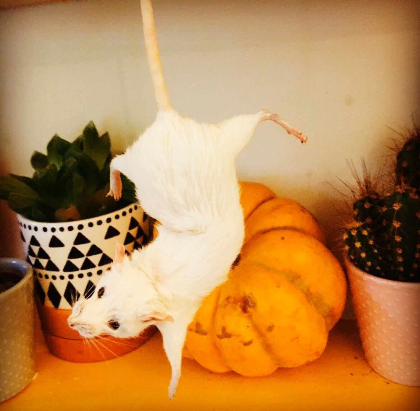 Dangling Mouse - Etsy