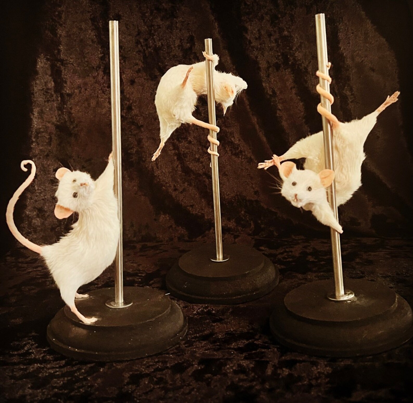 Bundle of 3 Strippers. your Choice - Etsy