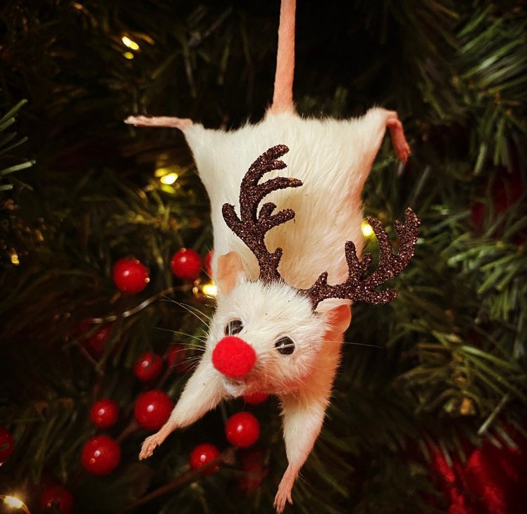 Christmas Reindeer Taxidermy Mouse | Dangling Ornament With Red Nose ...