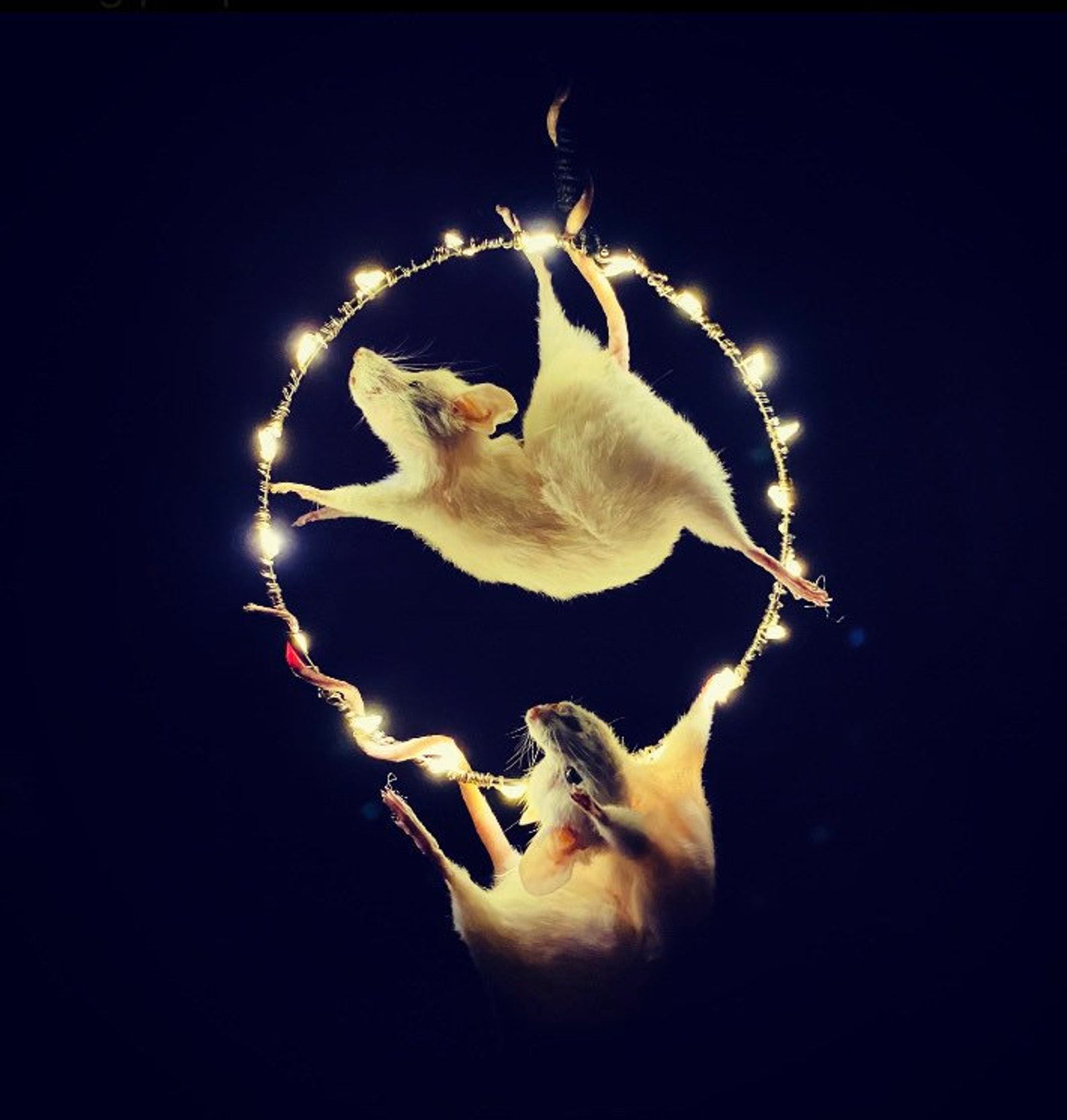 Circus Hoop Taxidermy Mice. - Etsy UK