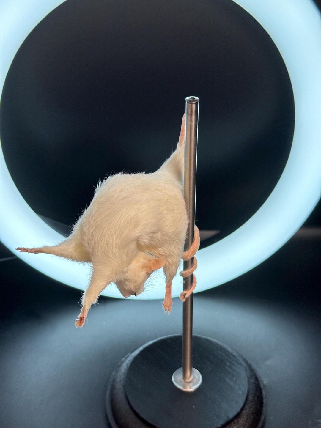 CRYSTAL the Pole Dancing Taxidermy Mouse | Funny Oddities & Curiosities ...