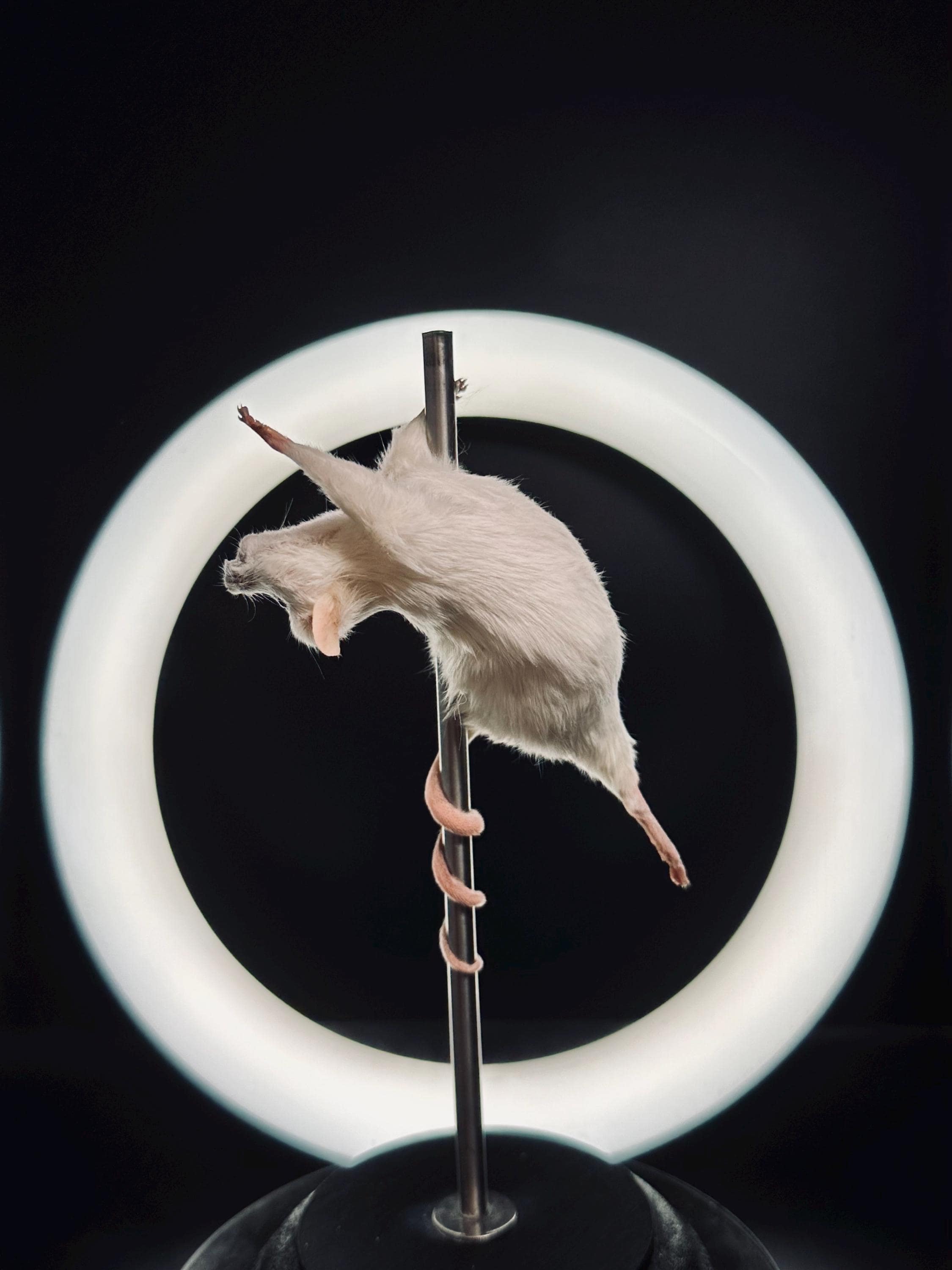 TALLULAH the Pole Dancing Taxidermy Mouse | Funny Oddities ...