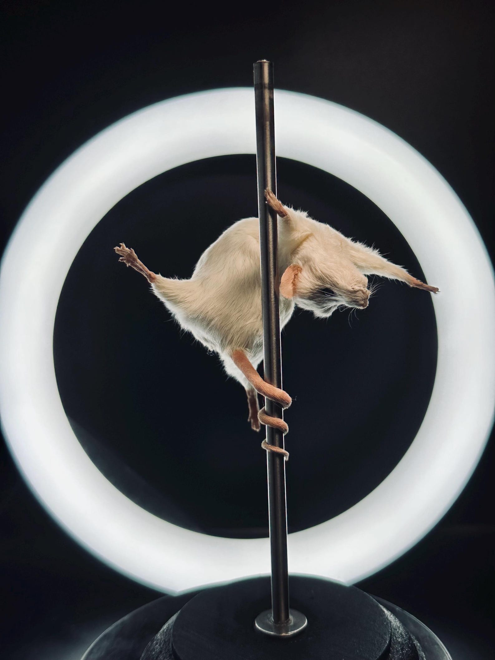 ANGEL the Pole Dancing Taxidermy Mouse | Funny Oddities & Curiosities ...