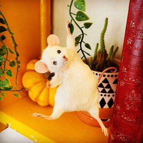 Squashed Mouse Bum - Etsy