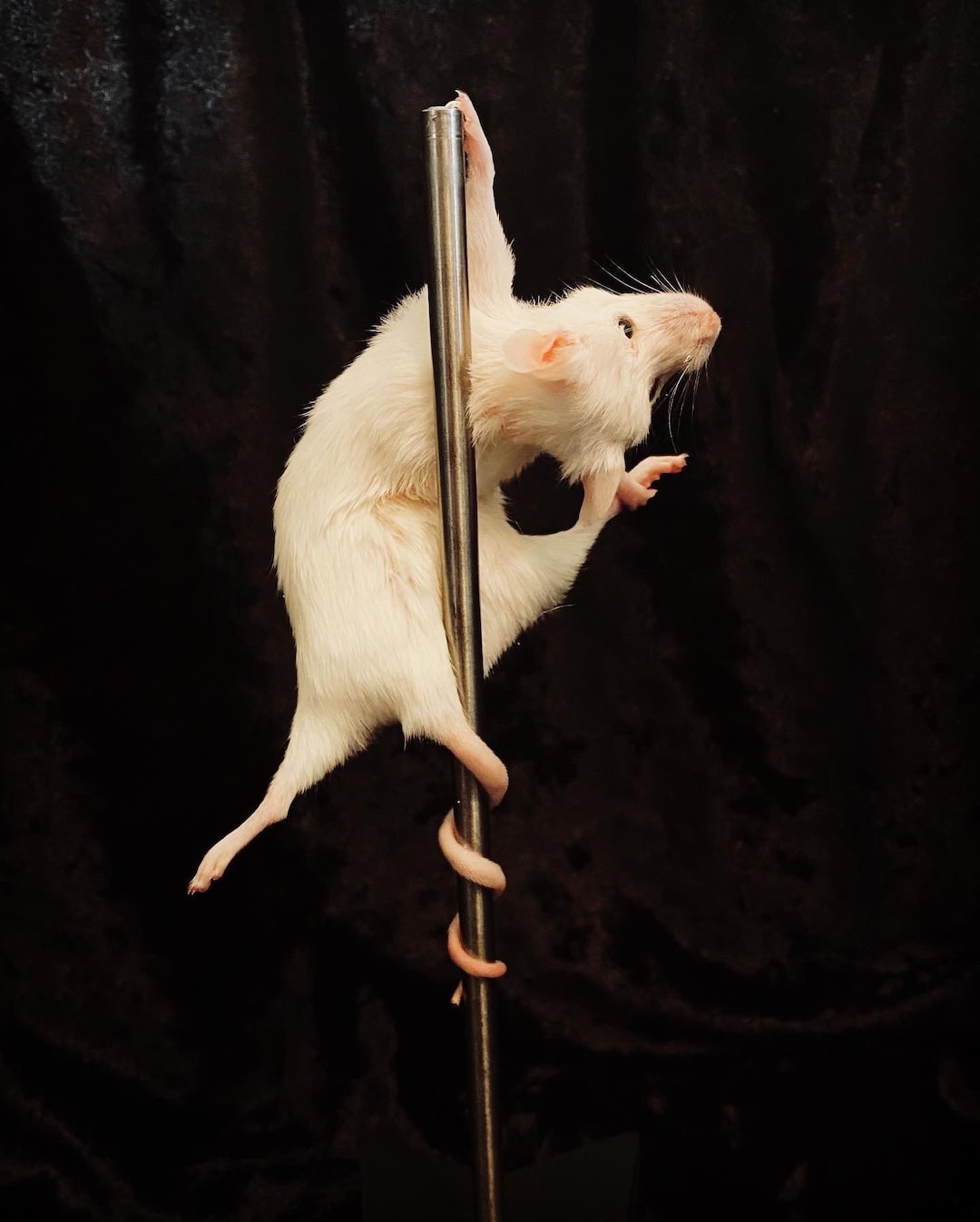 Stripper Mouse Bonbon - Etsy Australia