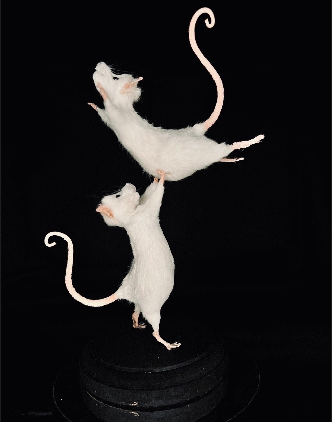 Dirty Dancing – Taxidermy Mouse Duet | Pas De Deux Collection - Etsy