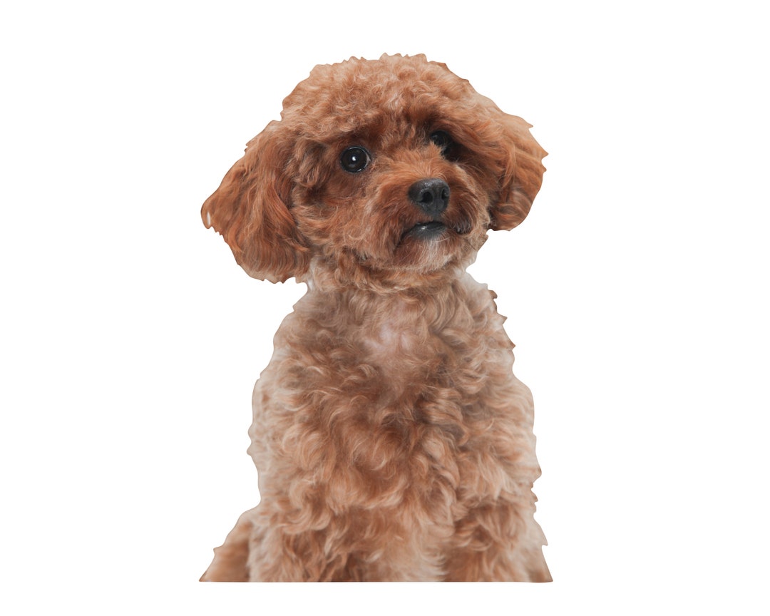Window Pup - Poodle (baby) Realistic Double Sided Window Cling - Etsy