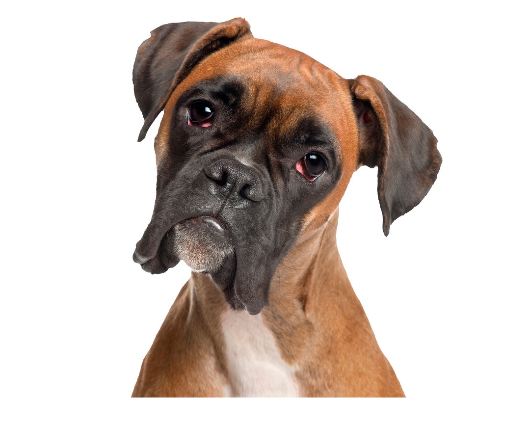 Window Pup - Boxer (felix) Double Sided Window Cling - Etsy