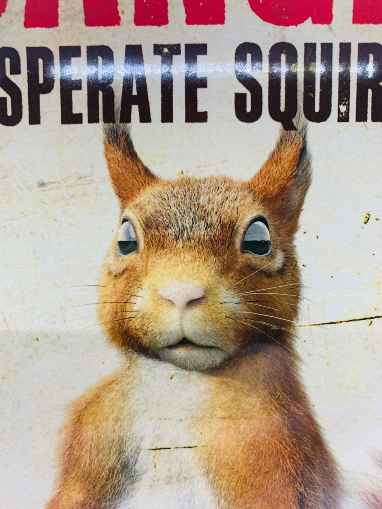 Squirrel Sign Danger Desperate Squirrels Protect Your Nuts - Etsy