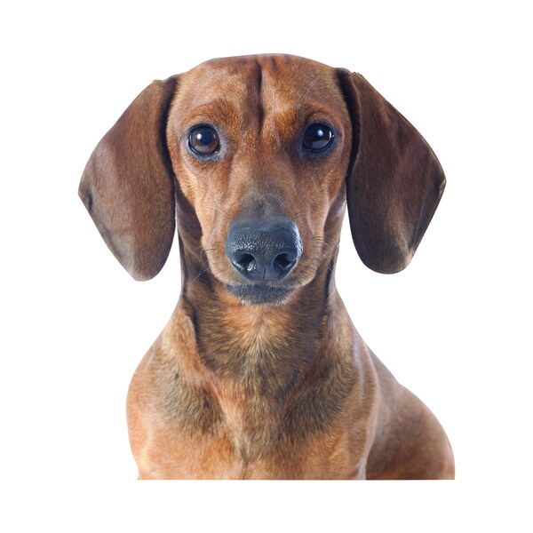Window Clings Dachshund - Etsy