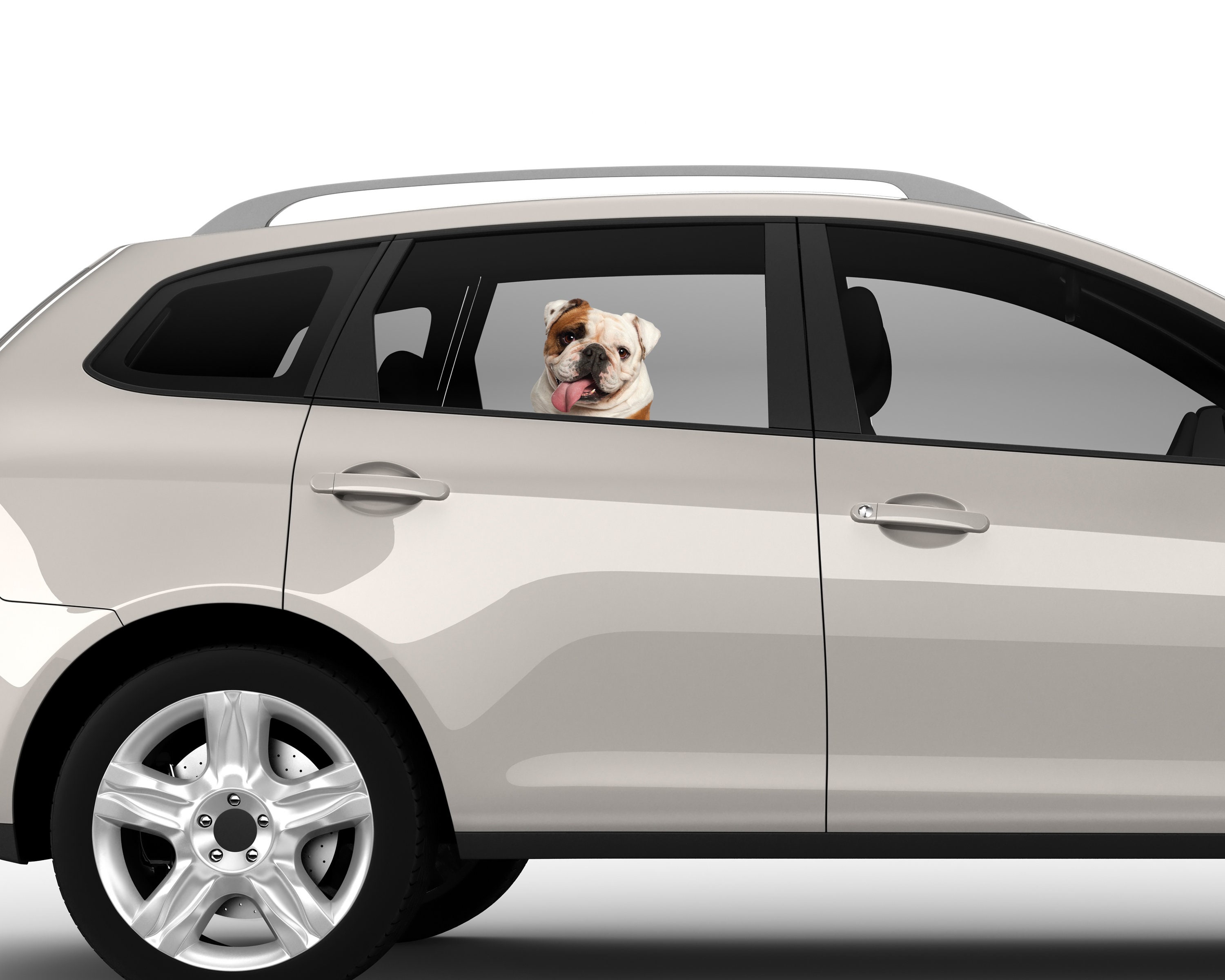 Window Pup - English Bull Dog (caesar) Realistic Double Sided Window ...