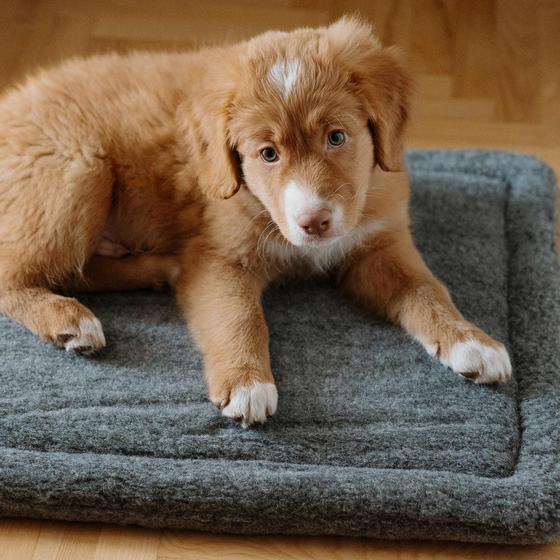 Merino Wool Pet Bed - Etsy