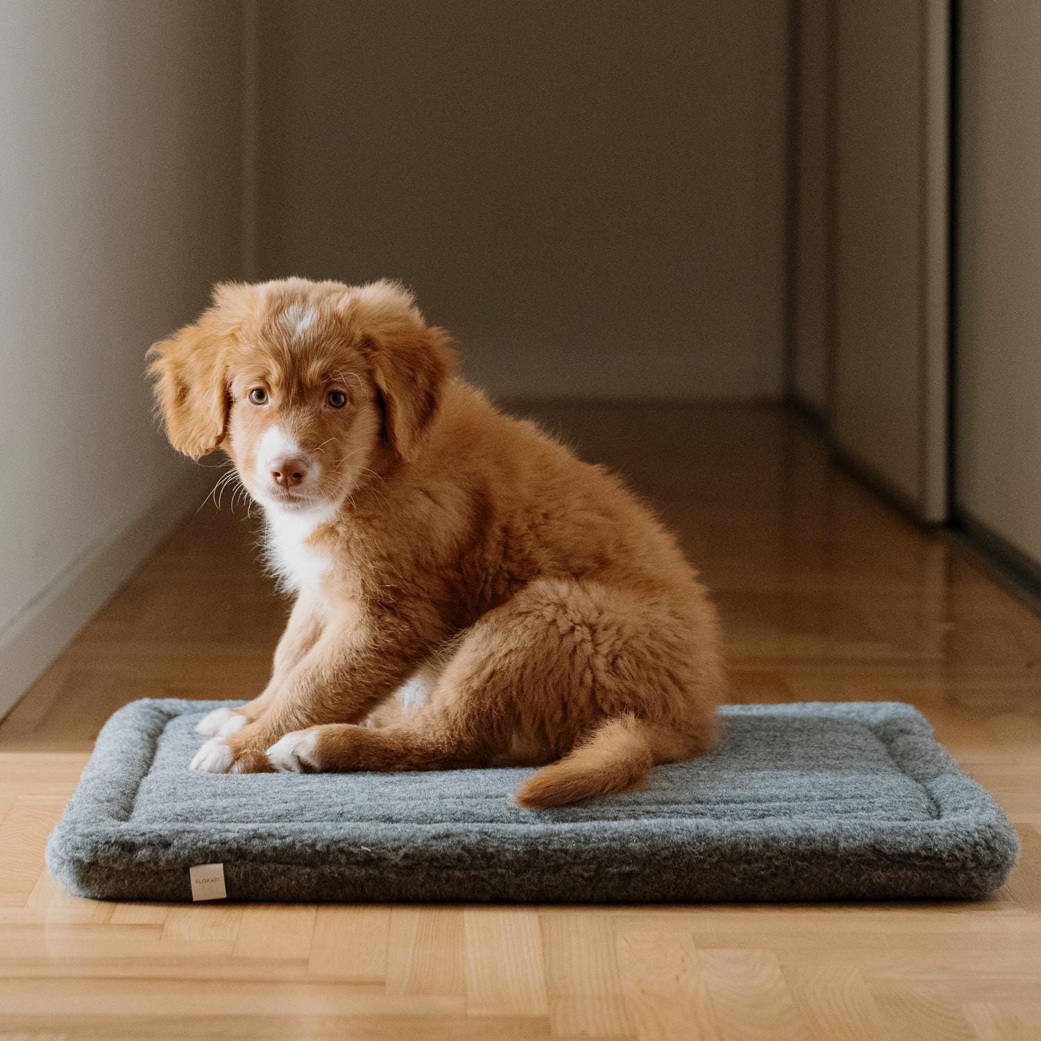 Merino Wool Pet Bed - Etsy