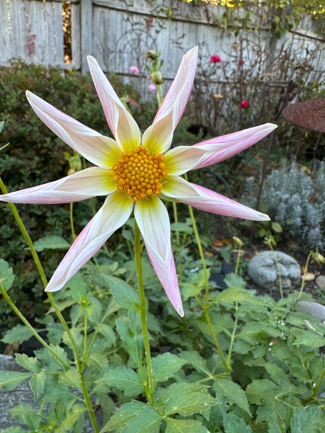 Raeann’s Beta Ceti Dahlia Seeds - Etsy