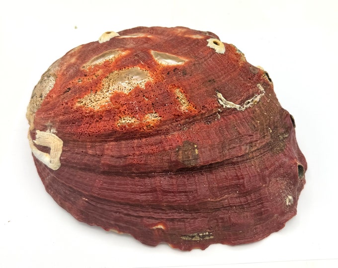 Large Red Abalone Helmet Shell 8 Inches La Jolla California Beach Decor ...