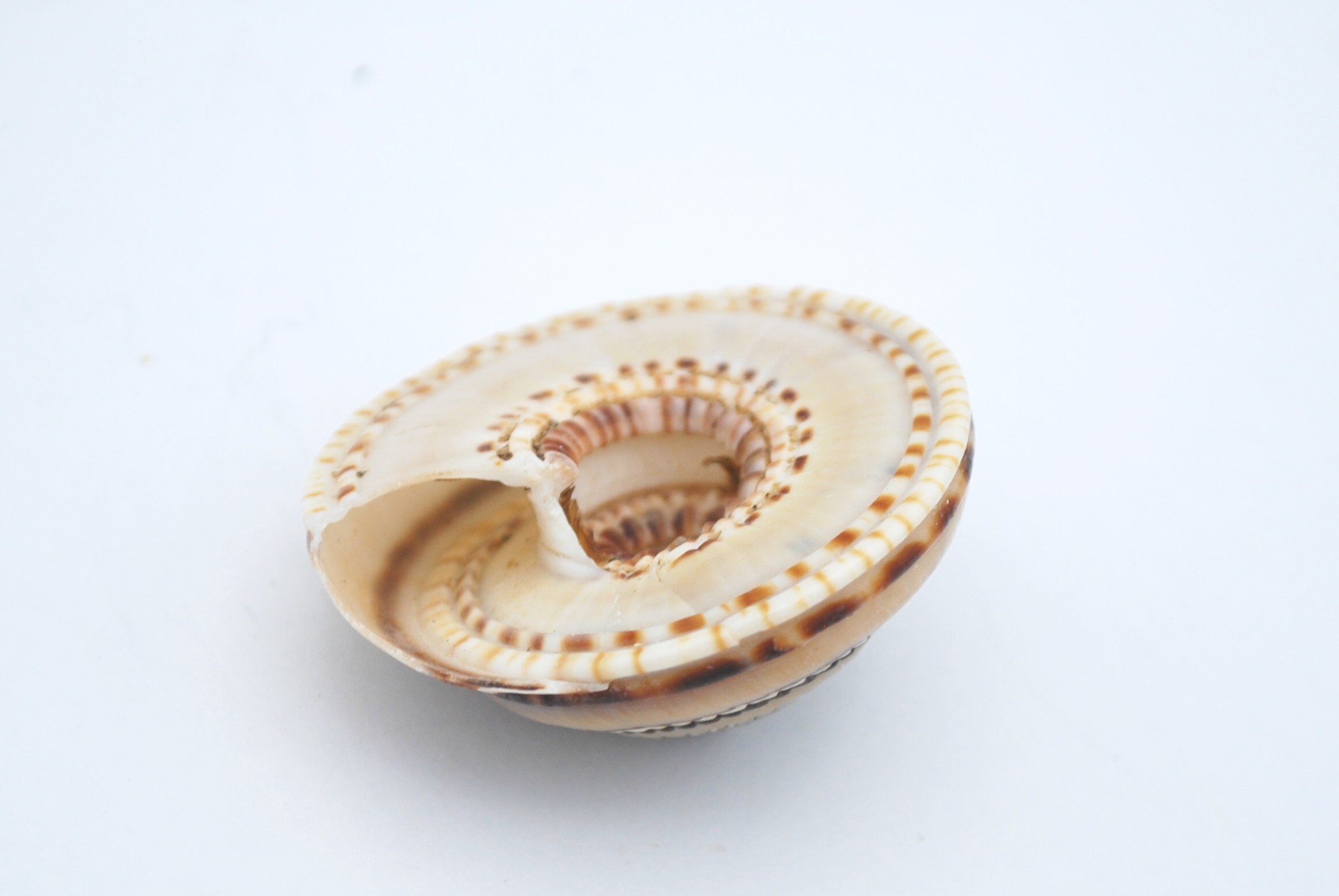 Sundial Shells Seashells Beach Home Décor Wedding 1 1/2 Inch - Etsy
