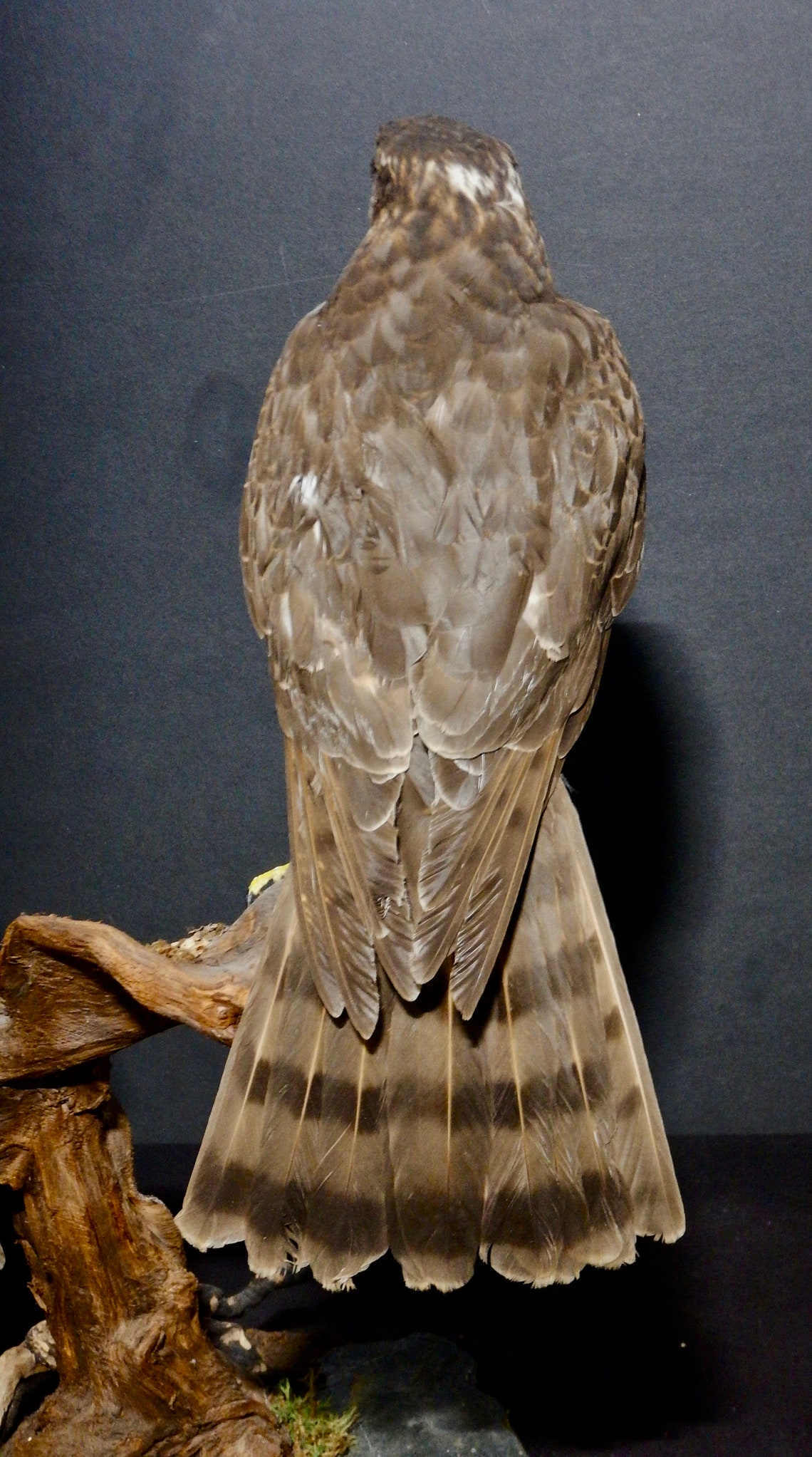 Sparrow Hawk PAIR Vintage Irish Taxidermied Pair of Sparrow - Etsy