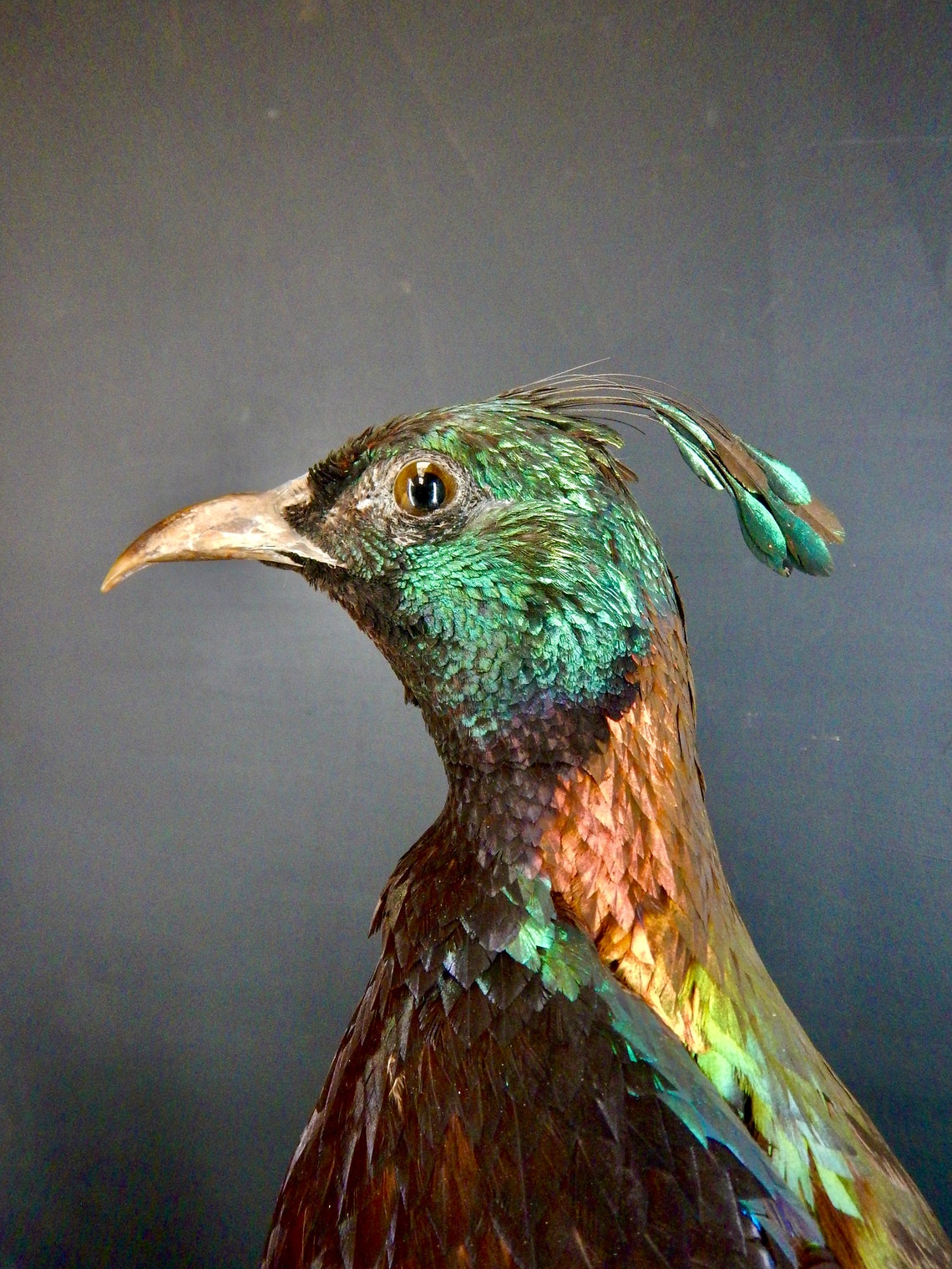Antique Himalayan Pheasant Antique Irish Taxidermy the - Etsy