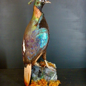Antique Himalayan Pheasant Antique Irish Taxidermy the - Etsy