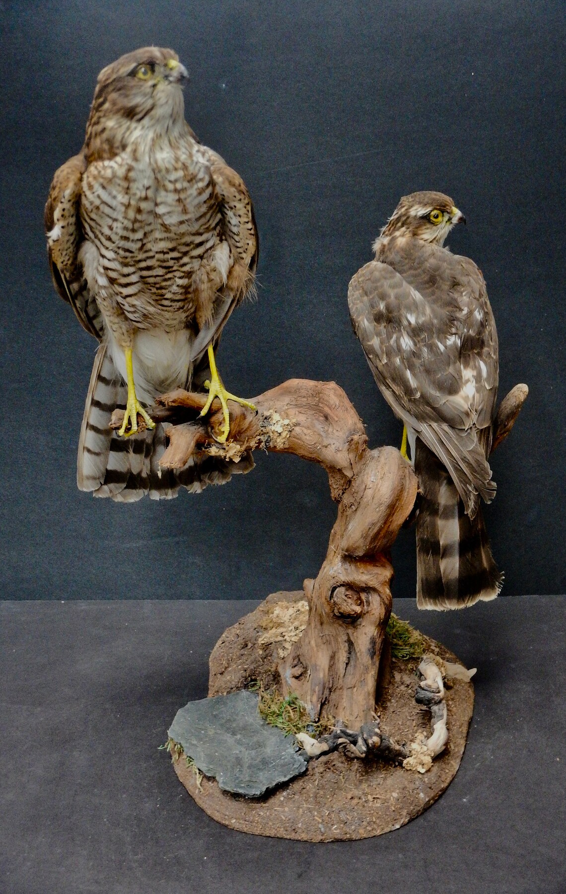 Sparrow Hawk PAIR Vintage Irish Taxidermied Pair of Sparrow - Etsy