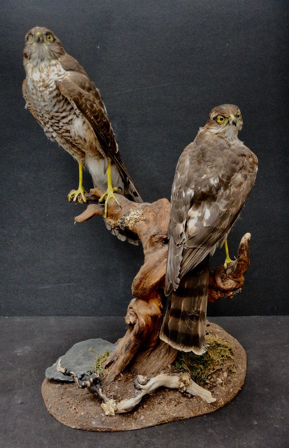 Sparrow Hawk PAIR Vintage Irish Taxidermied Pair of Sparrow | Etsy