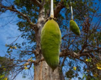 Baobab tree | Etsy
