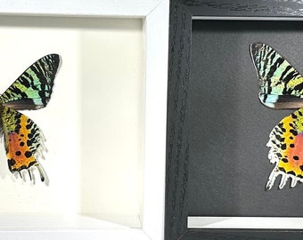 Framed Moth Display Madagascar Sunset Insect Taxidermy - Etsy