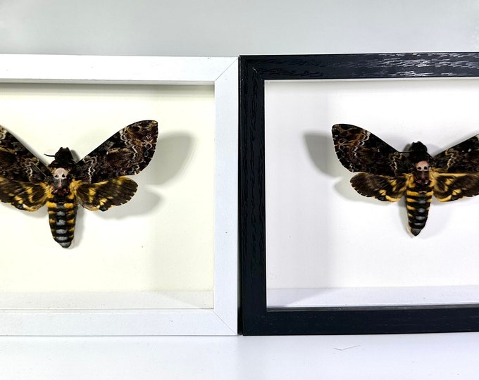 Death's-head Hawkmoth Hard Enamel Pin Hawk Moth Gold Variant Death Moth ...