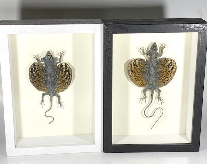 Large Flying Draco Volan Lizard Spread Framed Shadowbox Display Orange ...