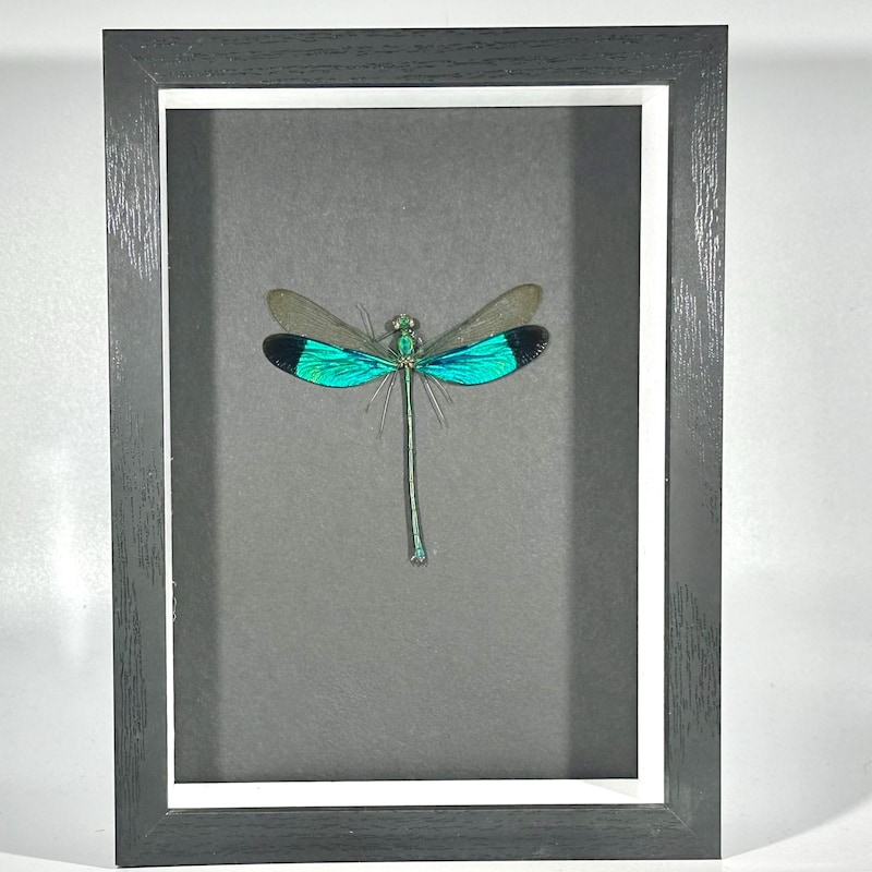 Dragonfly Home Decor - Etsy