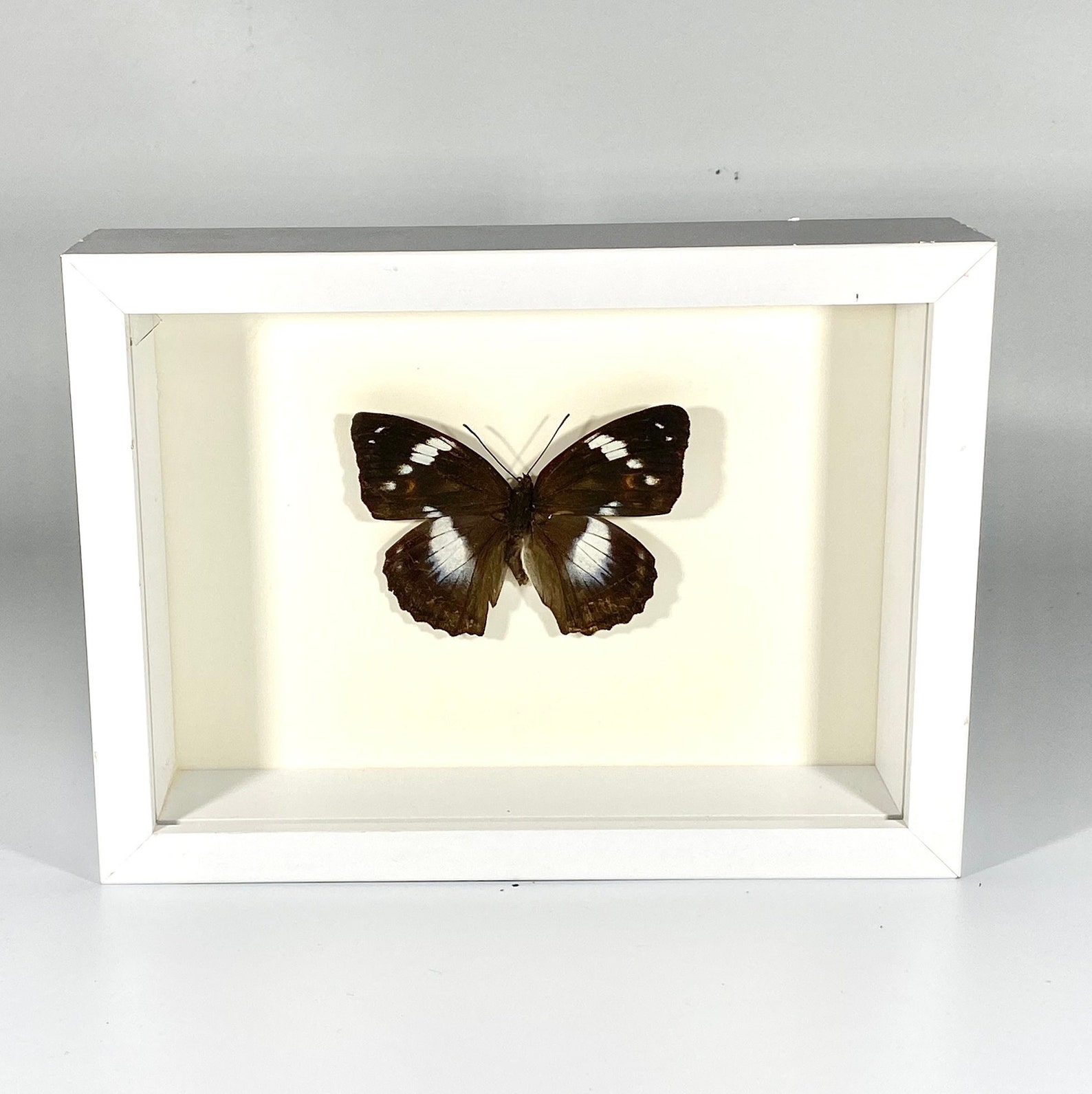 Framed Black Mimathyma Chevana Butterfly Home Decor China - Etsy