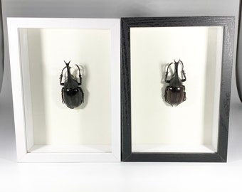 Real Insect Shadow Box - Etsy