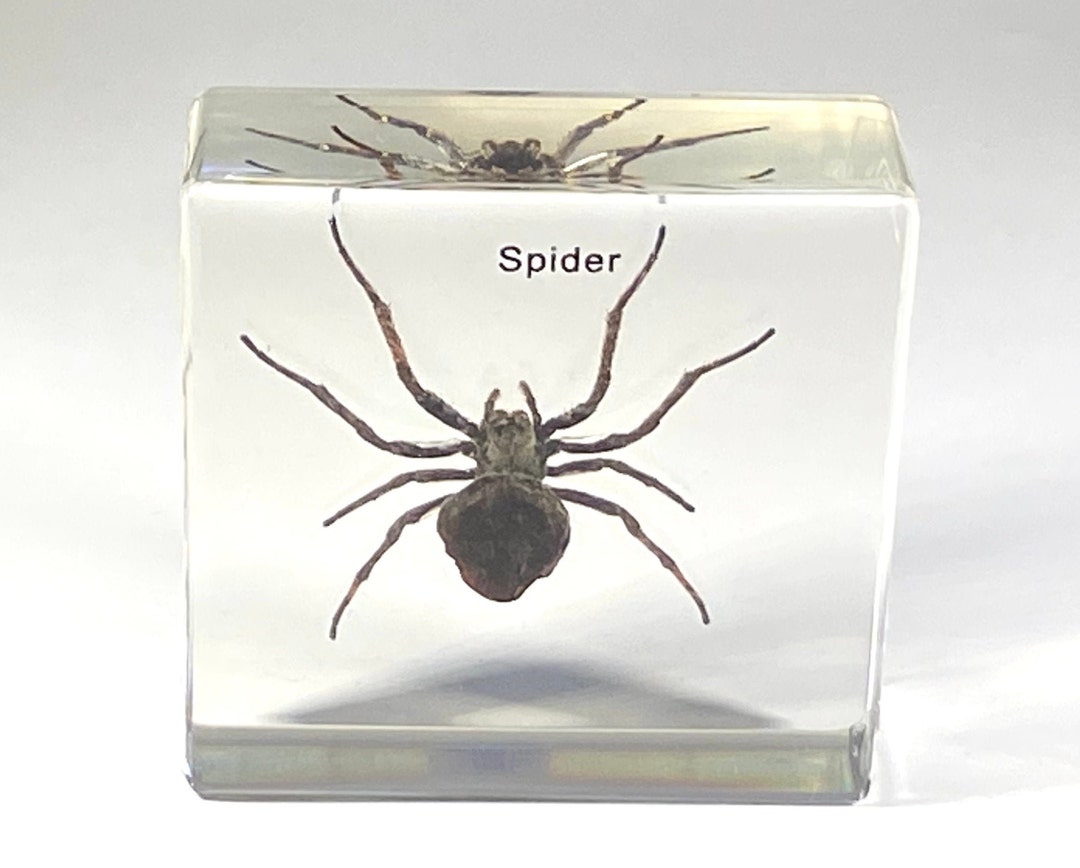 Spider in Resin, Lucite Insect Arachnid Oddityhome Decor - Etsy