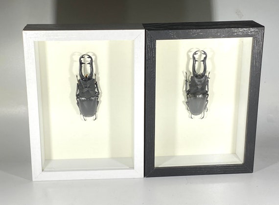 Real Framed Black White Shadow Box Indonesian Stag Beetle | Etsy
