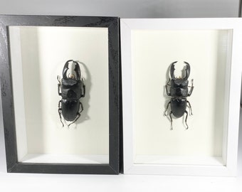 Taxidermy Shadow Box | Etsy