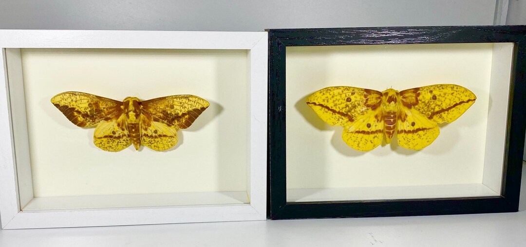 Real Black Framed Shadow Box North American Imperial Moth - Etsy
