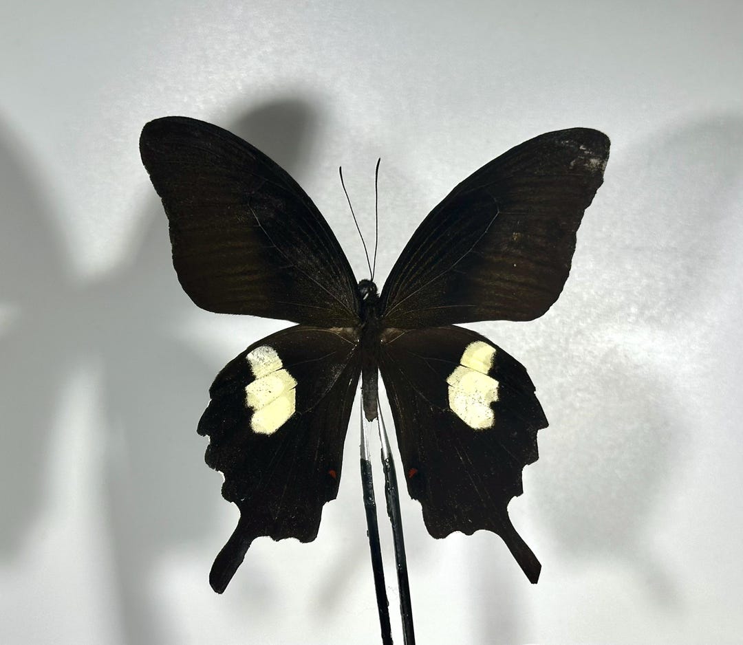 Real Black White Papilio Helenus Butterfly Taxidermy Home Decor ...